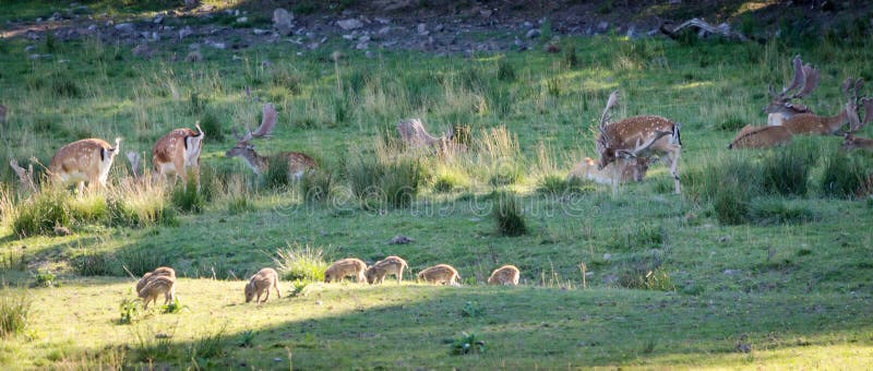 Wild Animals Relaxing on a Grass Field Stock Photo - Image of colorful ...