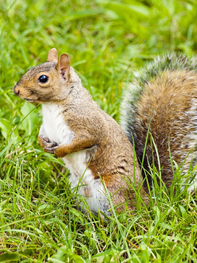 Wild animals.Squirrel. stock image. Image of flora, nature - 26775771
