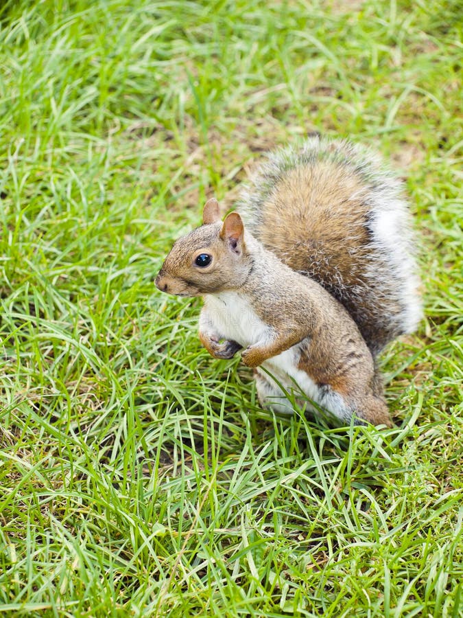 Wild animals.Squirrel. stock image. Image of squirrel - 26775805