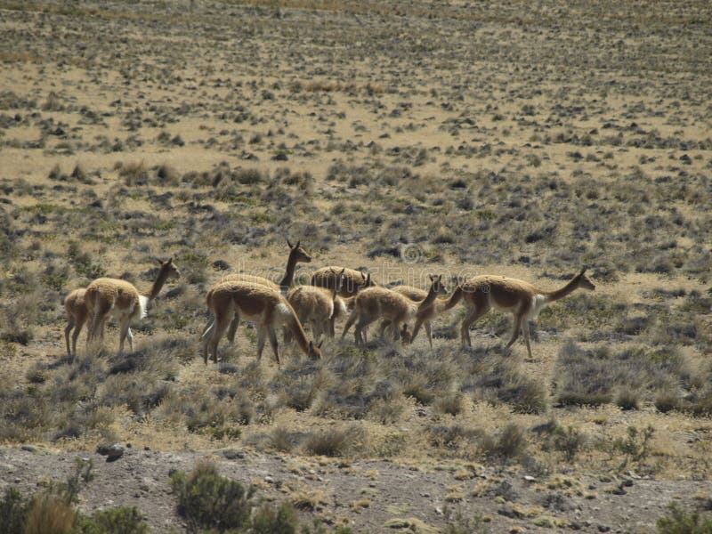 Wild Animals in Peru Mountains Stock Image - Image of peru, mountains ...