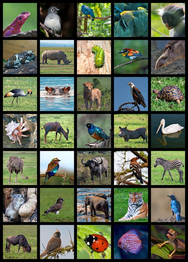 Animals Collage stock photo. Image of collages, montage - 36395366