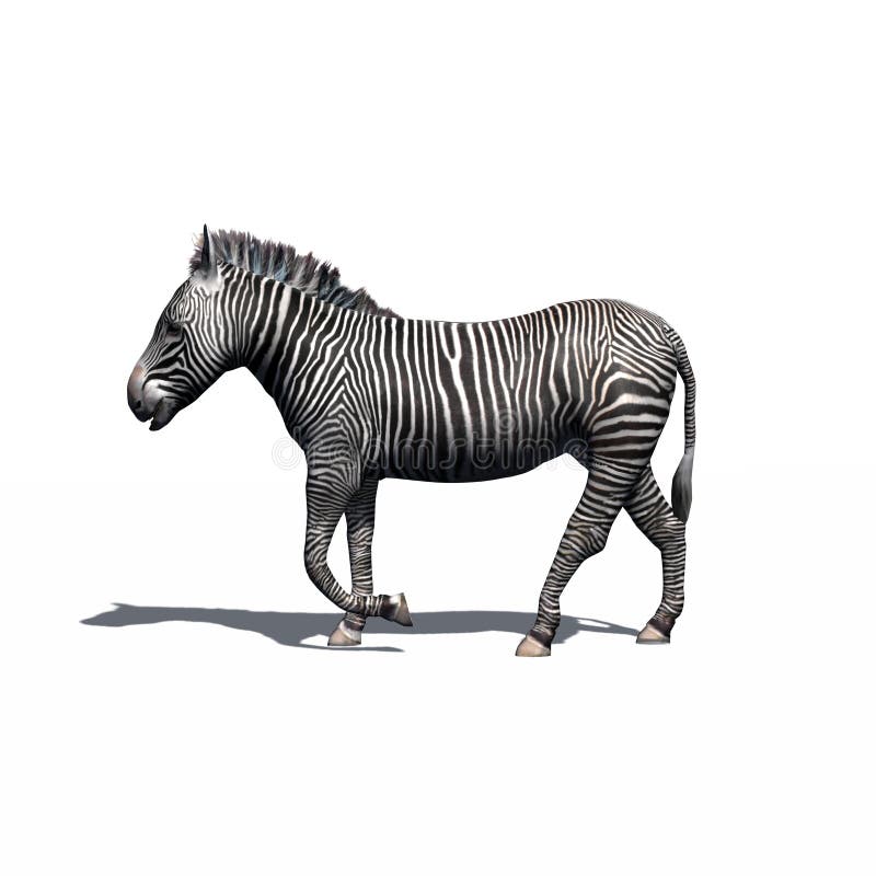 Wild Animals - Zebra with Shadow on the Floor - Isolated on White ...