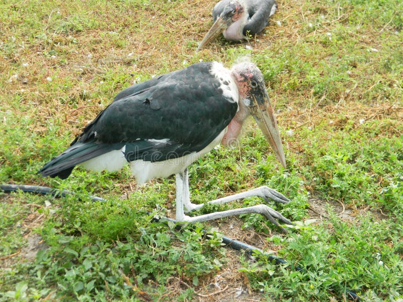 Wild Animals in the Zoo - Filmed - Close-up Stock Photo - Image of ...