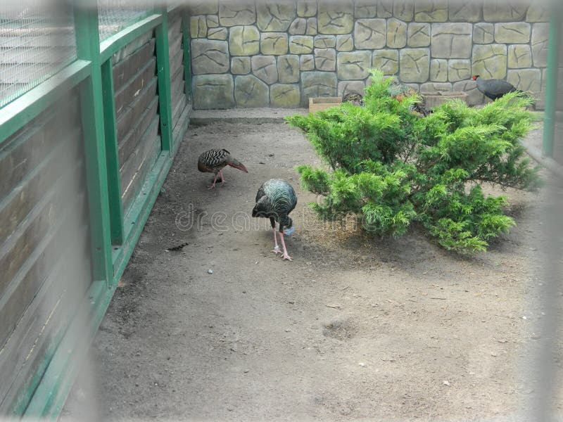 Wild Animals in the Zoo - Filmed - Close-up Stock Photo - Image of head ...