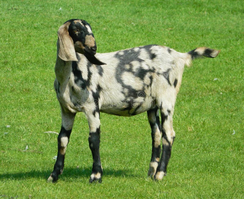 Wild Animals in the Zoo - Filmed - Close-up Stock Image - Image of ...