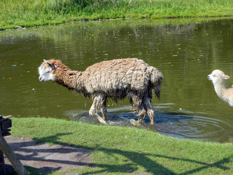 Wild Animals in the Zoo - Filmed - Close-up Stock Image - Image of ...