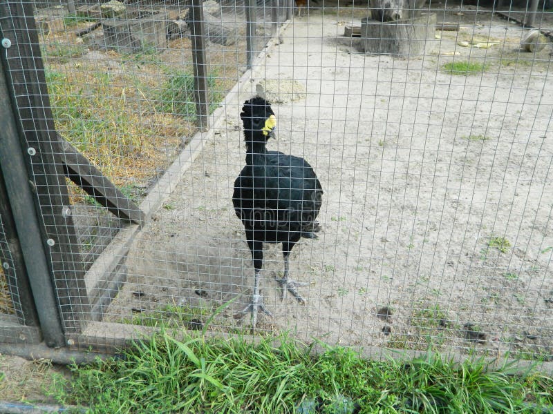 Wild Animals in the Zoo - Filmed - Close-up Stock Photo - Image of ...