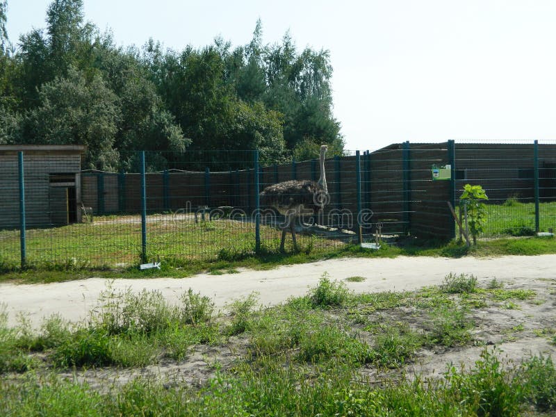 Wild Animals in the Zoo - Filmed - Close-up Stock Photo - Image of ...