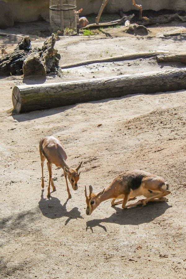 Wild Animals in a Zoo. Natural Landscape Stock Photo - Image of natural ...