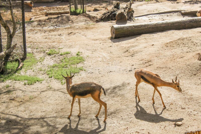 Wild Animals in a Zoo. Natural Landscape Stock Image - Image of asia ...