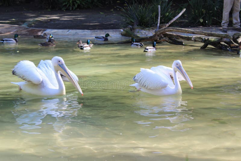 Wild Animals in a Zoo. Natural Landscape Stock Photo - Image of jungle ...