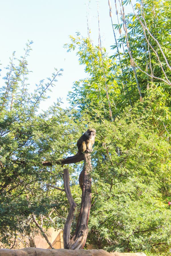 Wild Animals in a Zoo. Natural Landscape Stock Photo - Image of ...