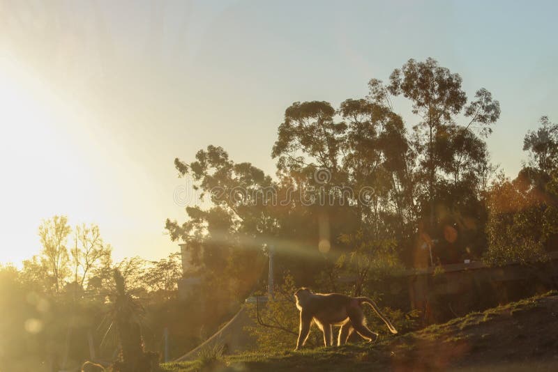Wild Animals in a Zoo. Natural Landscape Stock Image - Image of america ...