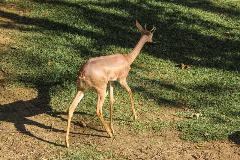 Wild Animals in a Zoo. Natural Landscape Stock Image - Image of america ...