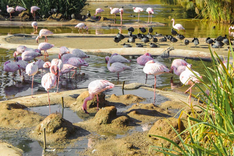 Wild Animals in a Zoo. Natural Landscape Stock Photo - Image of tropic ...