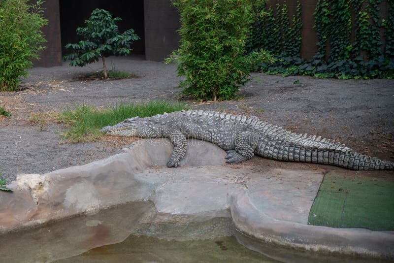 Wild Animals in a Zoo. Natural Landscape Stock Image - Image of cute ...