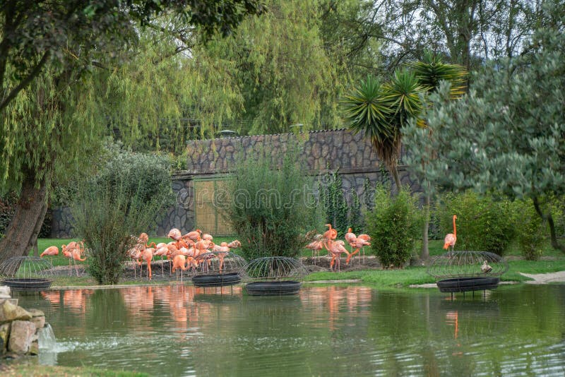 Wild Animals in a Zoo. Natural Landscape Stock Image - Image of leader ...