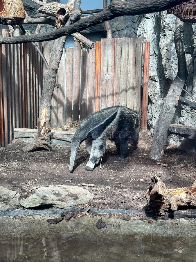 Wild Ant Eater at Zoo South Fauna Stock Image - Image of myrmecophaga ...