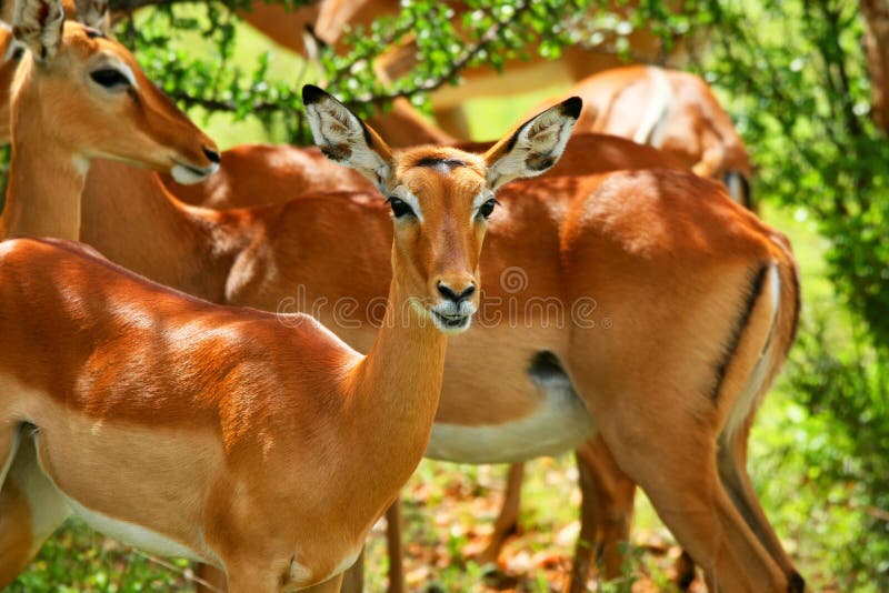 Wild antelope stock image. Image of safari, conservation - 10175281