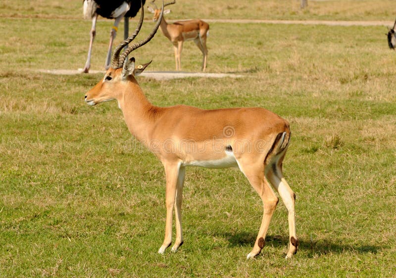 Wild antelope stock photo. Image of animal, tropic, antelope - 11472240