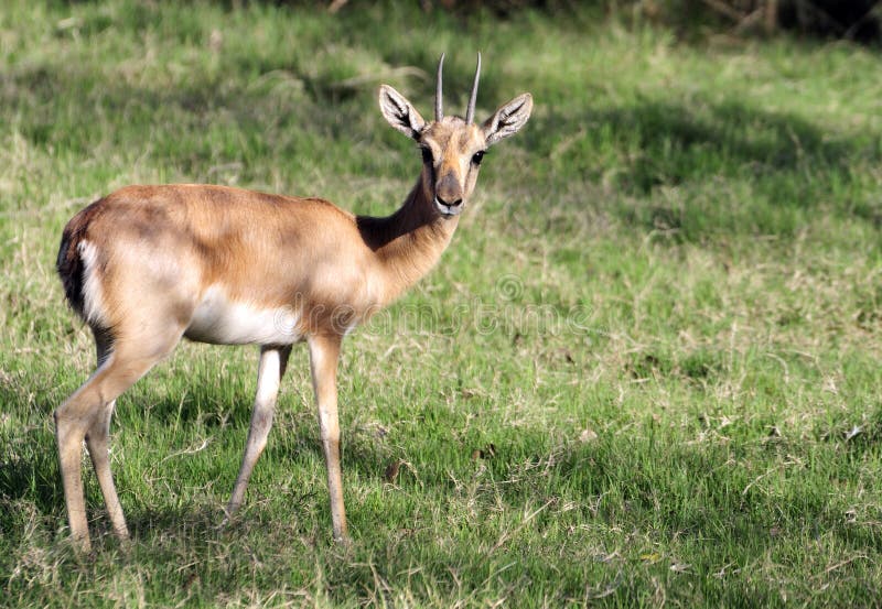 Wild antelope stock image. Image of safari, conservation - 10175281