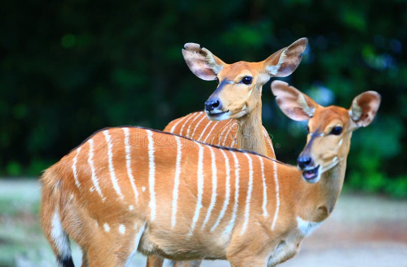 Wild antelope stock photo. Image of beauty, national - 14348422