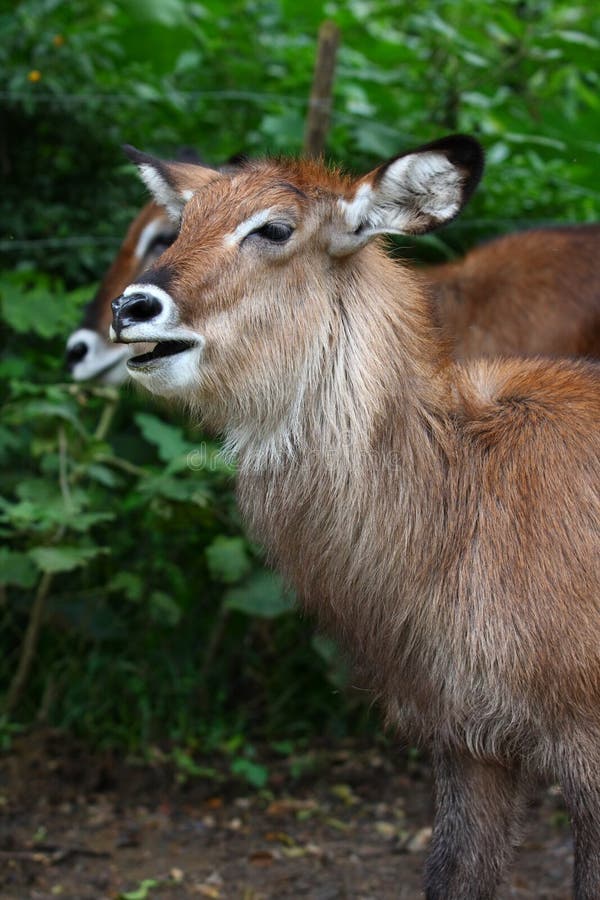 Wild Antelope stock photo. Image of deer, wildlife, nature - 15074186