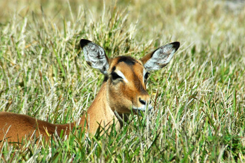 Wild antelope in grass stock photo. Image of grassy, outdoor - 2880664