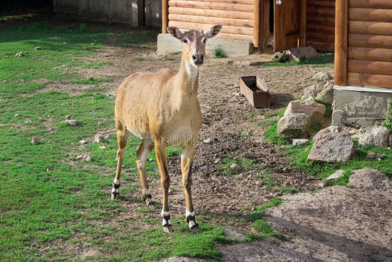 Wild Antelope Standing in Zoo Aviary Yard on Green Grass Stock Photo ...