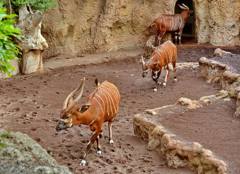 Antelope stock image. Image of biopark, season, bioparc - 98940657