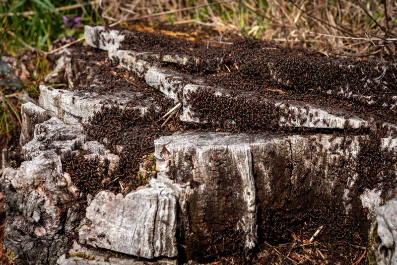 Wild Ants Nest in the Old Tree Log in the Forest. Stock Image - Image ...