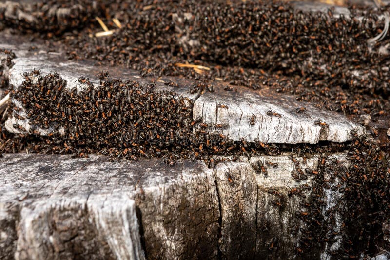 Wild Ants Nest in the Old Tree Log in the Forest. Stock Image - Image ...