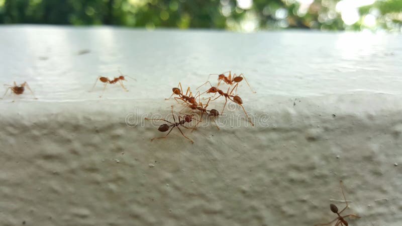 Wild ants stock image. Image of nature, outdoor, park - 80105693