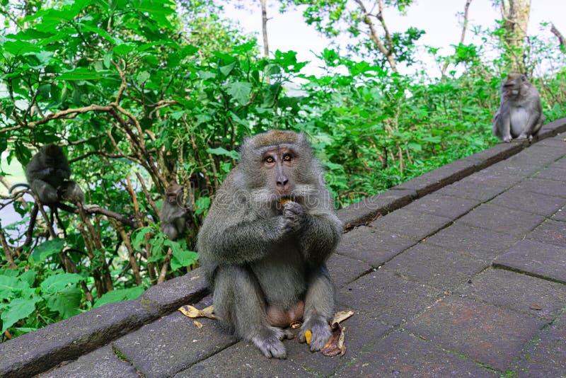 Wild ape monkey is eating stock image. Image of outdoor - 285463927