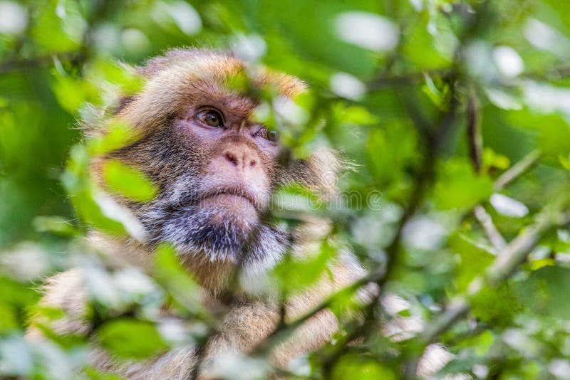Wild ape sits on a tree stock image. Image of portrait - 100879605