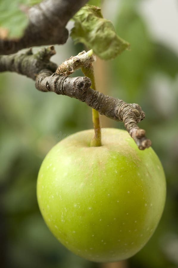 Wild apple stock photo. Image of food, full, stem, grow - 15344672