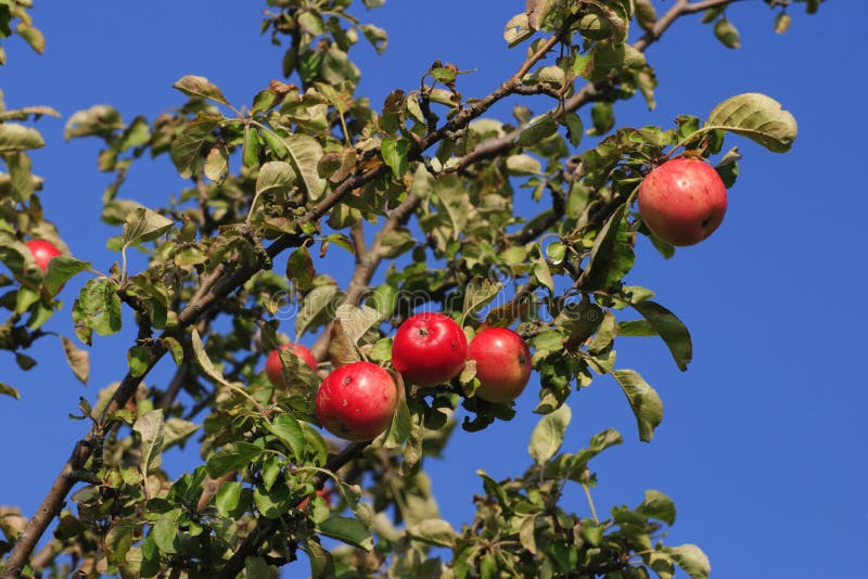 Wild apple tree in fall stock image. Image of apples - 21716543