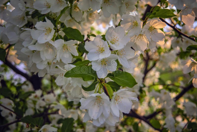 Wild Apple Flowers. Apple Tree Flowers Close-up Background Stock Image ...