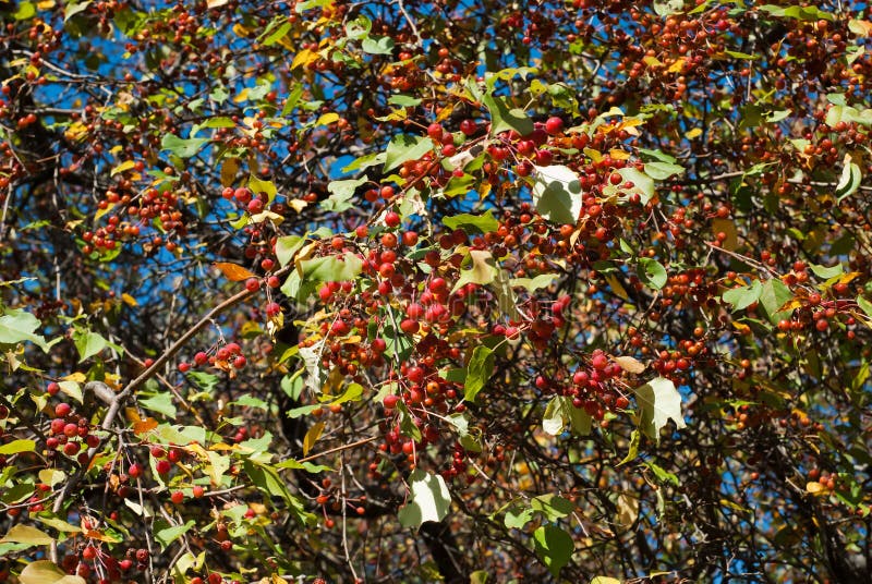 Wild apple tree stock image. Image of russia, tree, autumn - 15817921