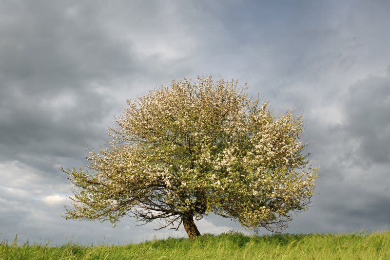Apple Tree Free Stock Photos & Pictures, Apple Tree Royalty-Free and ...