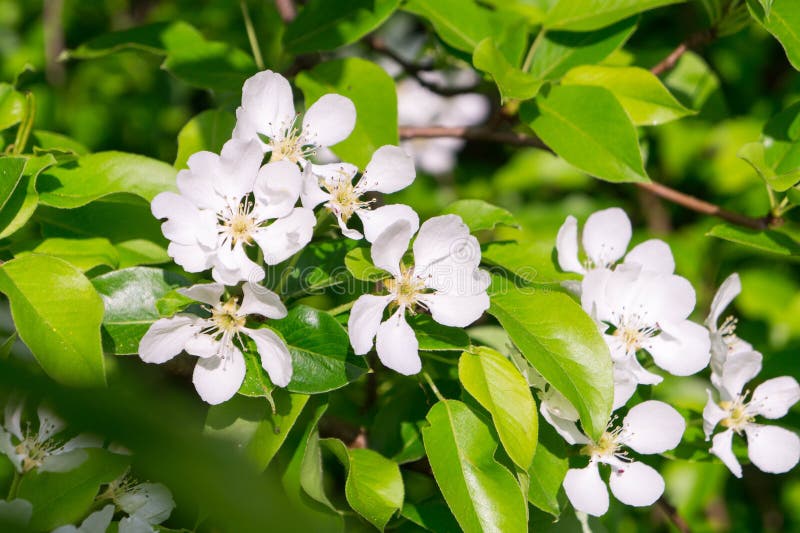 Wild apple tree blossom stock image. Image of leaf, plant - 92892475