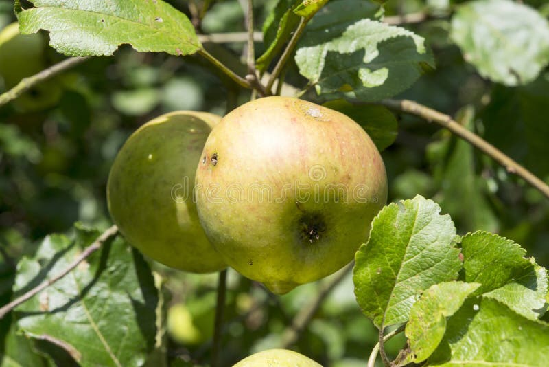 Wild apple stock photo. Image of healthful, limb, meal - 43615342