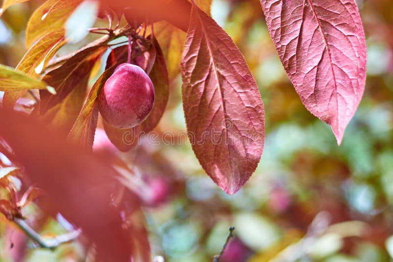 Wild Apple Tree with Bunch of Ripe Red Fruit. Stock Image - Image of ...