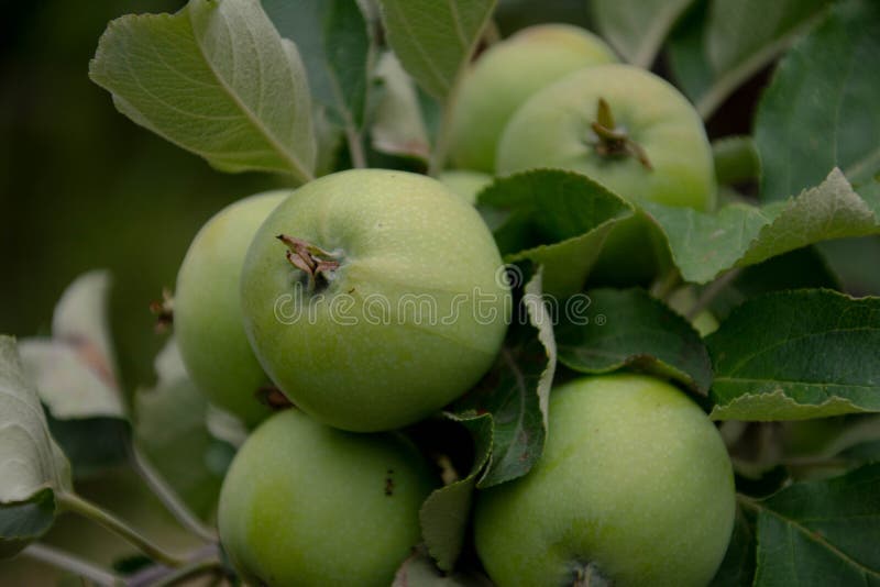 Wild Apple Tree in the Forest. Apples on the Tree. Apple Tree Stock ...