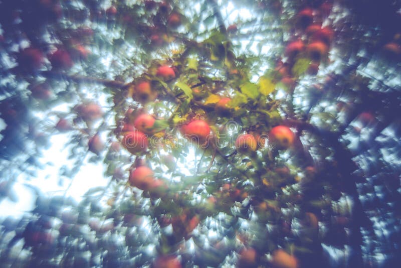 Wild apple tree in forest stock image. Image of beautiful - 126695437