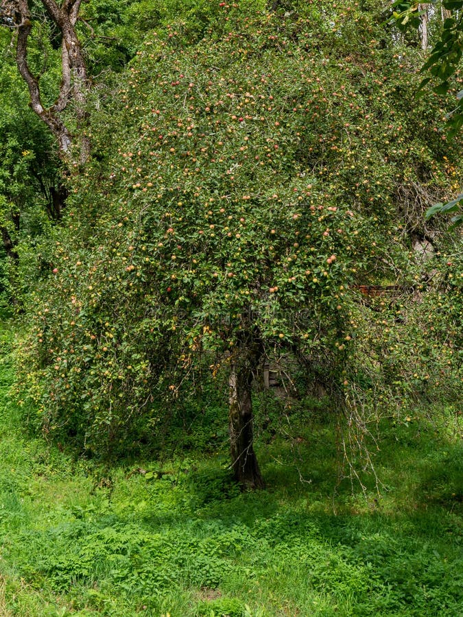 Wild Apple Tree in a Garden, Fruit Tree Stock Photo - Image of plant ...