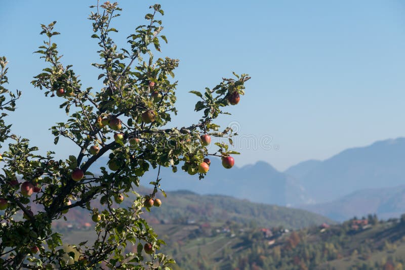 Wild Apple Tree in the Mountains Stock Photo - Image of chemicals ...