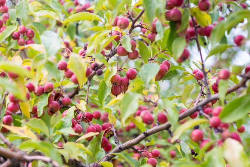 Wild Apple Tree with Small Red Apples As Decoration Stock Image - Image ...
