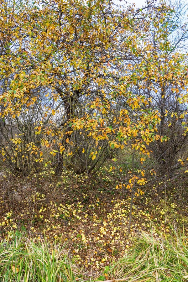 Wild Apple Tree with Yellow Leaves and Fallen Apples. Stock Photo ...