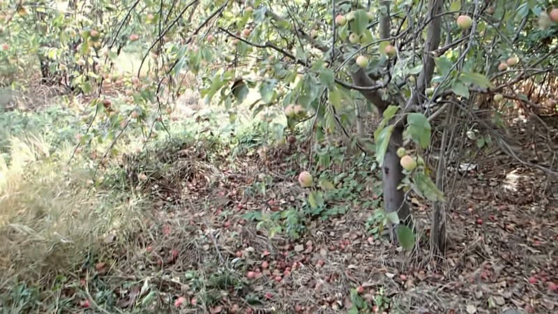 Tree Yield Stock Footage & Videos - 726 Stock Videos